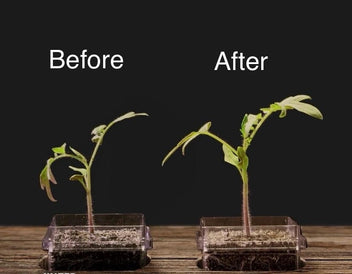 Bio Burst and Grow